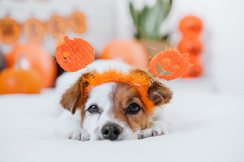 How to Dress Your Pup for a Spooky Good Time: Halloween Themed Dog Out