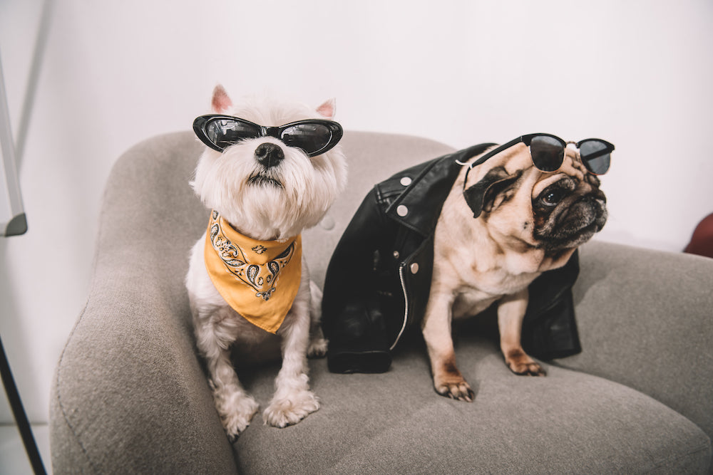 Must-Have Accessories for Your Pup This Spring